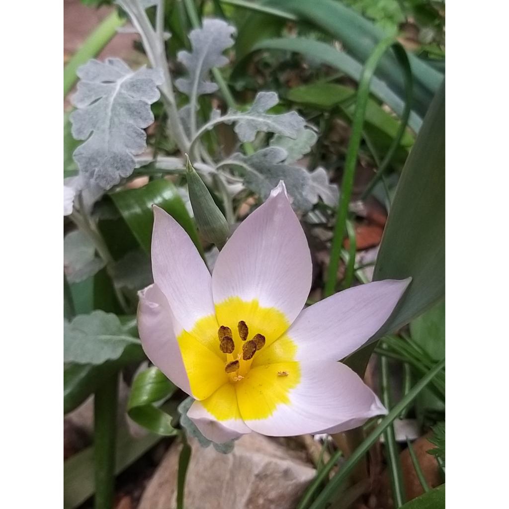 Tulipe botanique bakeri Lilac Wonder - Variété naine à la fleurs rose ...