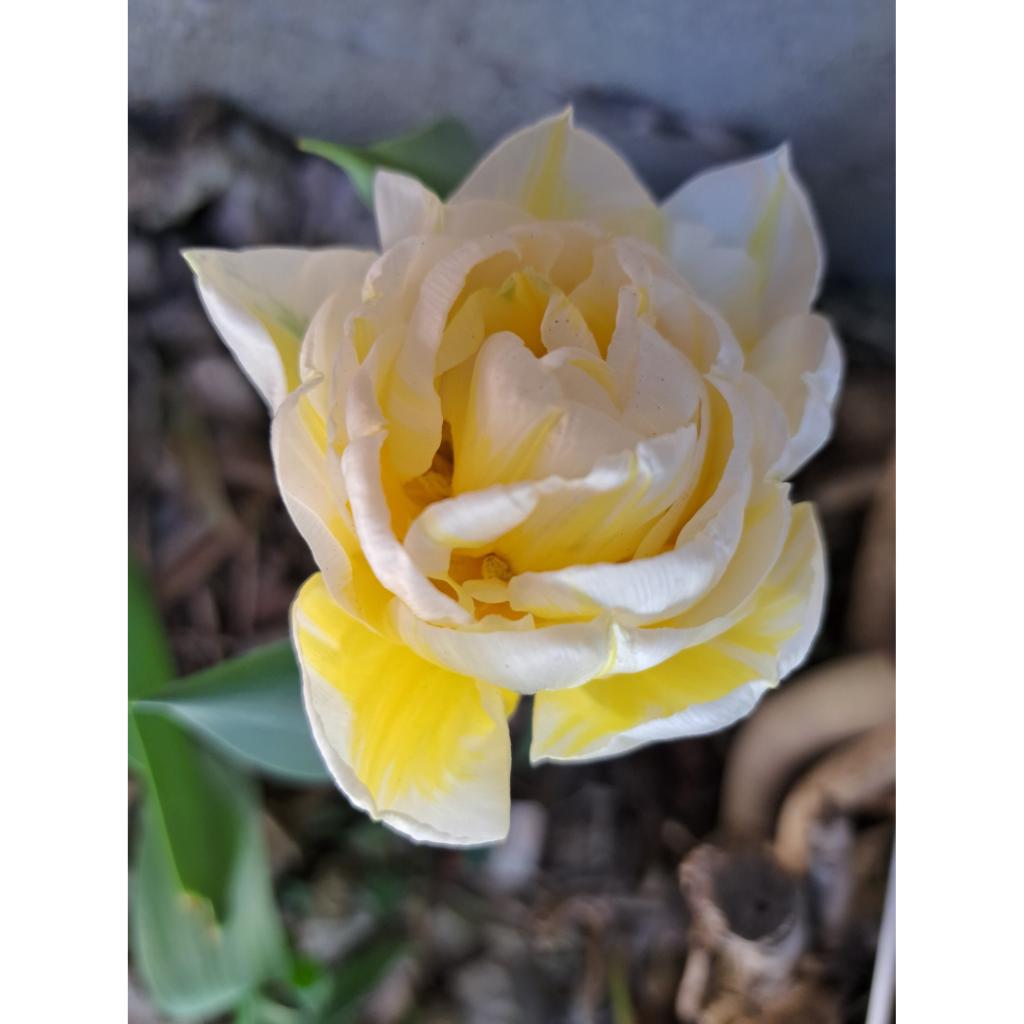 Tulipe Darwin Jaap Groot - Bulbe - De grandes fleurs ivoire flammées de ...