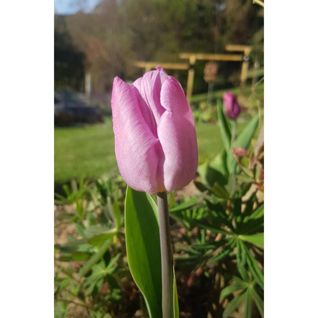 Tulipe simple hâtive Candy Prince - Bulbe - Fleur mauve rose à lavande pâle