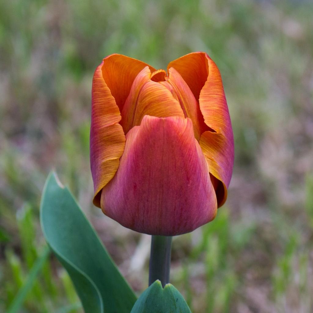 Tulipe Triomphe Cairo - Bulbe - Des fleurs orange cuivré
