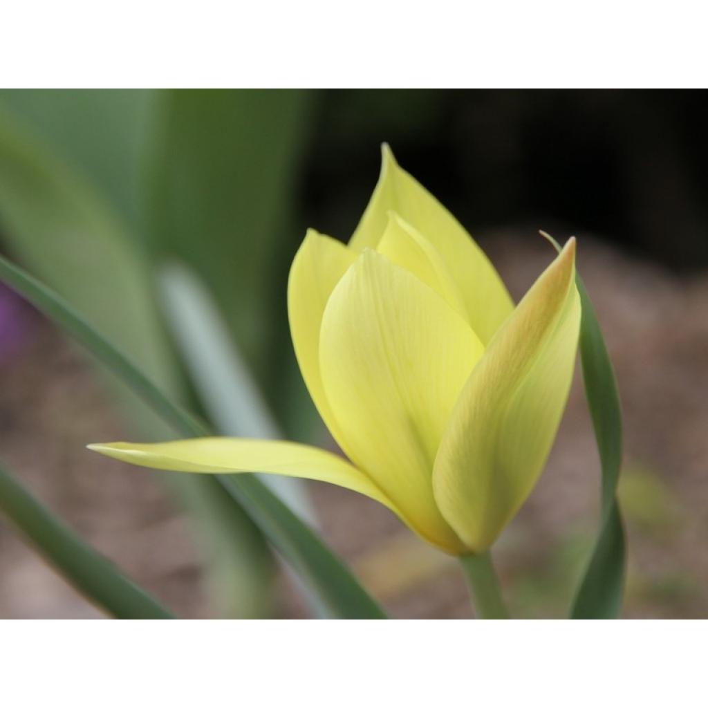 Tulipe botanique clusiana Honky Tonk - Bulbe - Variété à fleurs jaune ...