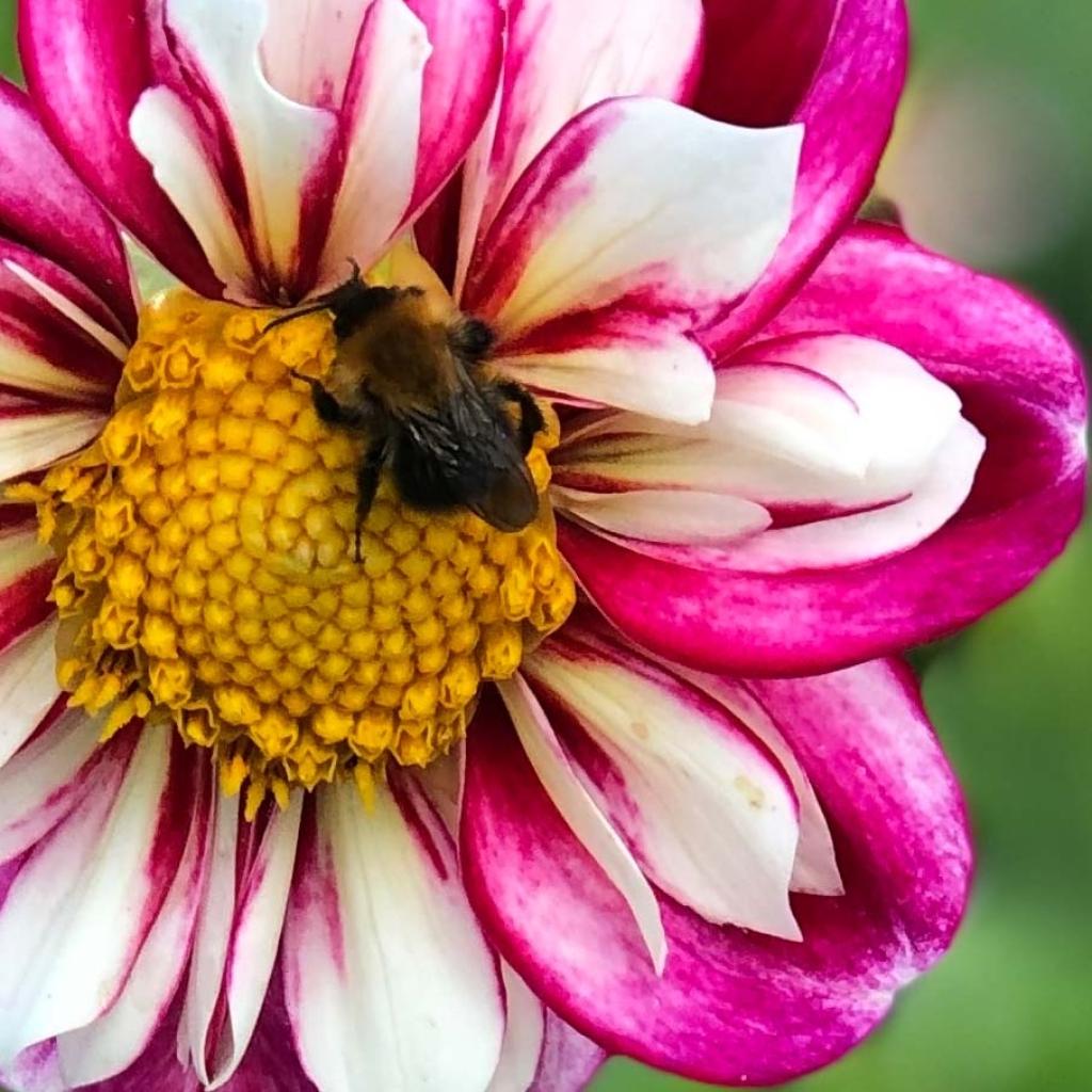 Dahlia collerette Bumble Rumble - Variété à fleur originale bicolore ...