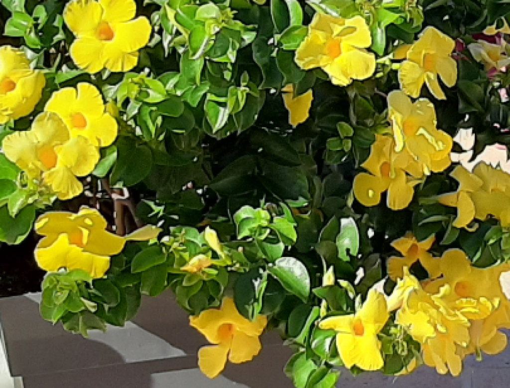 Dipladénia Diamantina Opale Citrine 2.0 - Mandevilla grimpante aux ...
