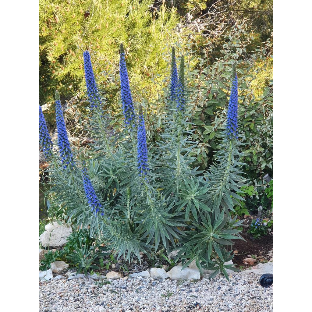 Echium candicans (fastuosum) - Vipérine de Madère, vivace arbustive ...