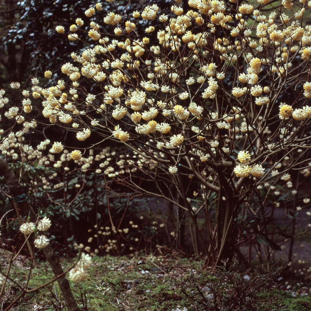 Edgeworthia chrysantha – Arbre à papier à ravissante floraison hivernale