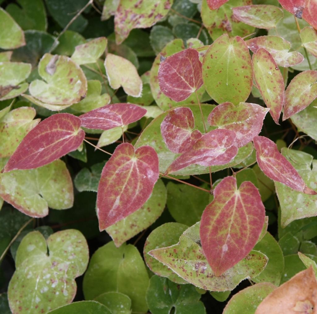 Epimedium pinnatum ssp colchicum - Fleur des Elfes jaune - Vivace ...
