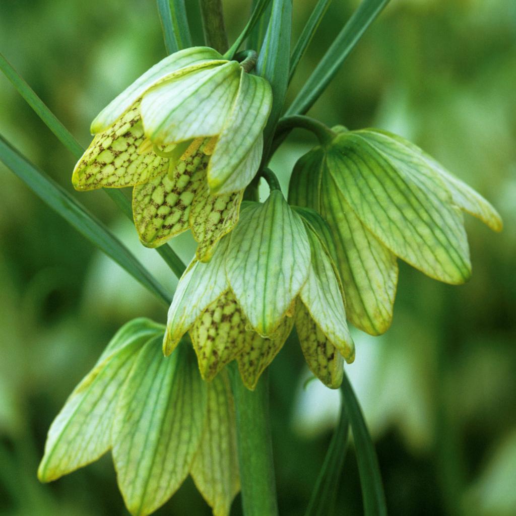 Fritillaria thunbergii - Fritillaire zhe bei mu - Bulbe - Plante ...
