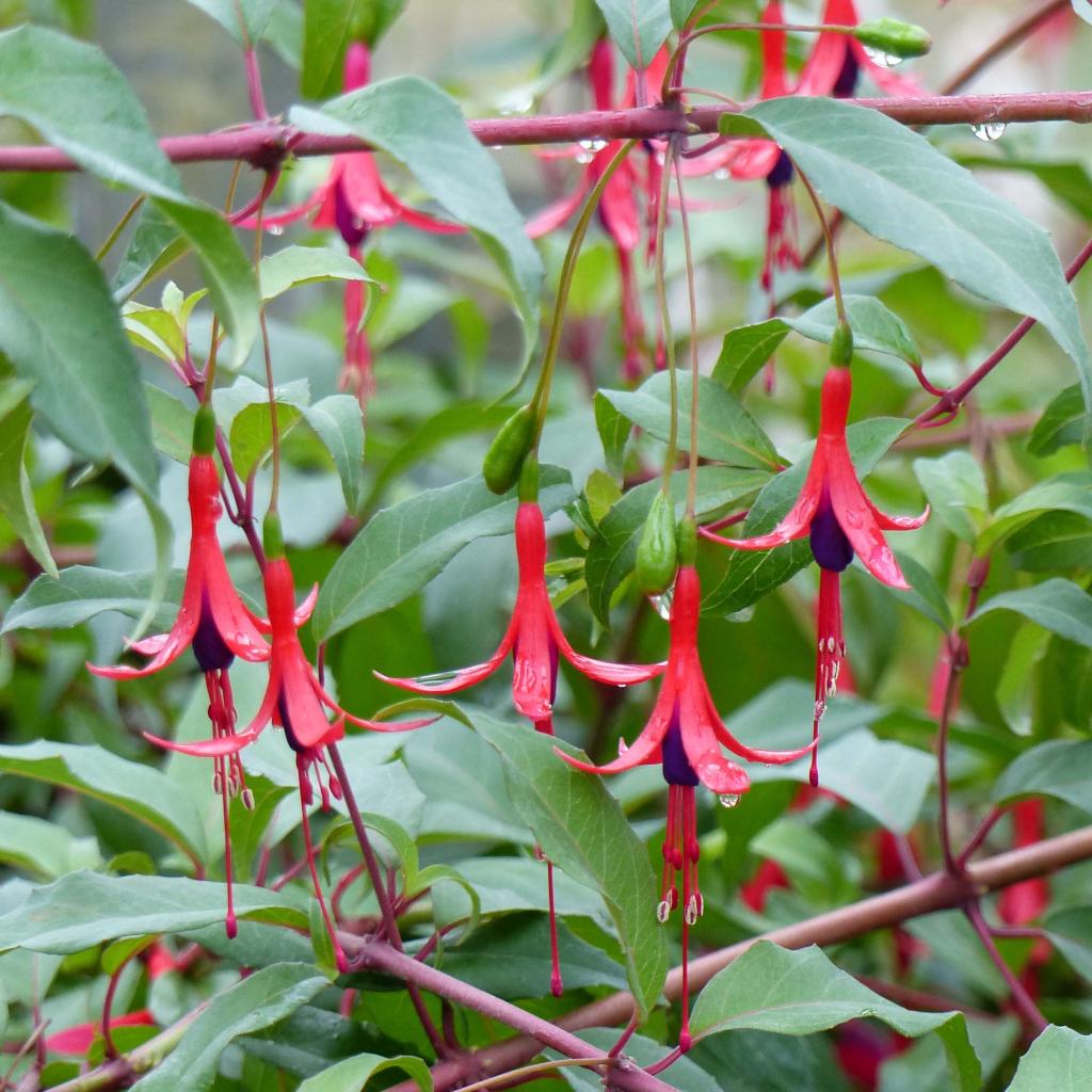 Fuchsia regia Reitzii - Fuchsia royal - Fuchsia macrostema – Rustique