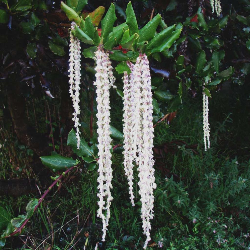 Garrya elliptica - Garrya elliptique, un arbuste à floraison hivernale