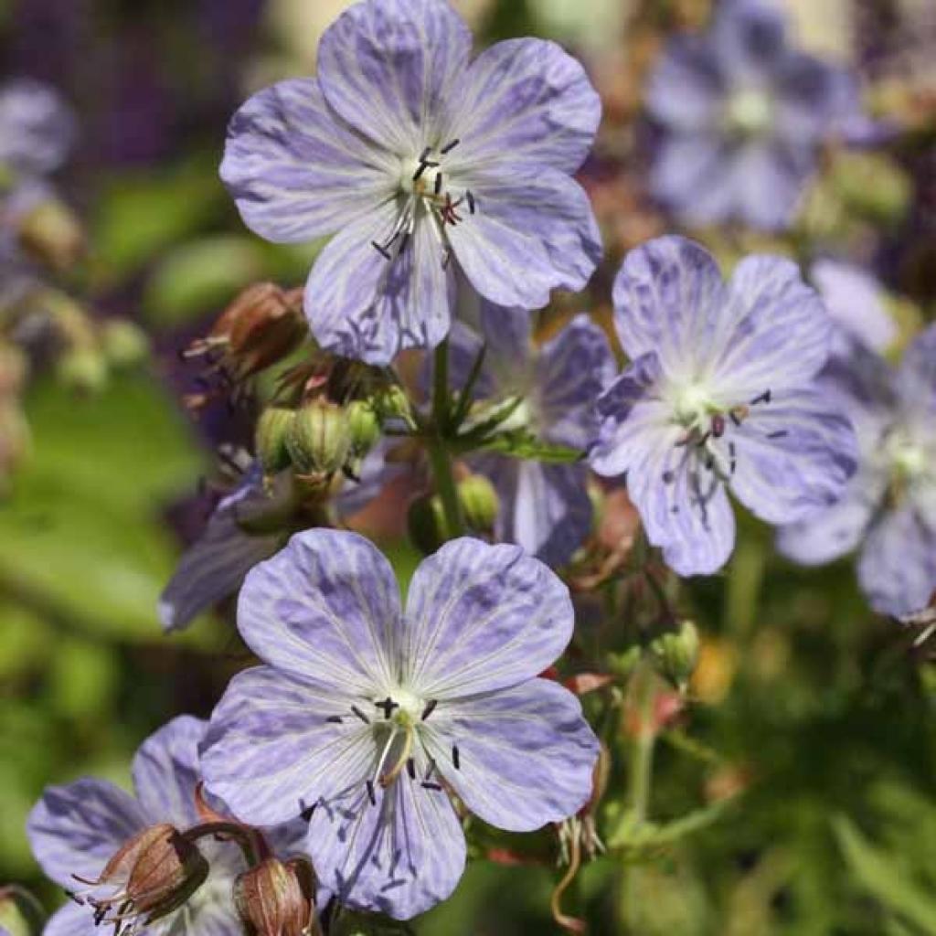 Geranium pratense Mrs Kendall Clark - Géranium vivace bleu veiné de blanc