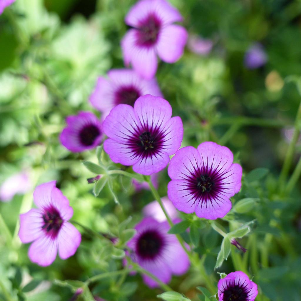 Geranium vivace cinereum Jolly Jewel Night - Des fleurs rose foncé