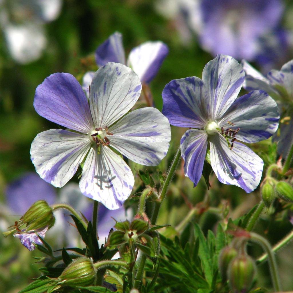 Geranium vivace pratense Splish Splah - Fleurs blanches éclaboussé de mauve