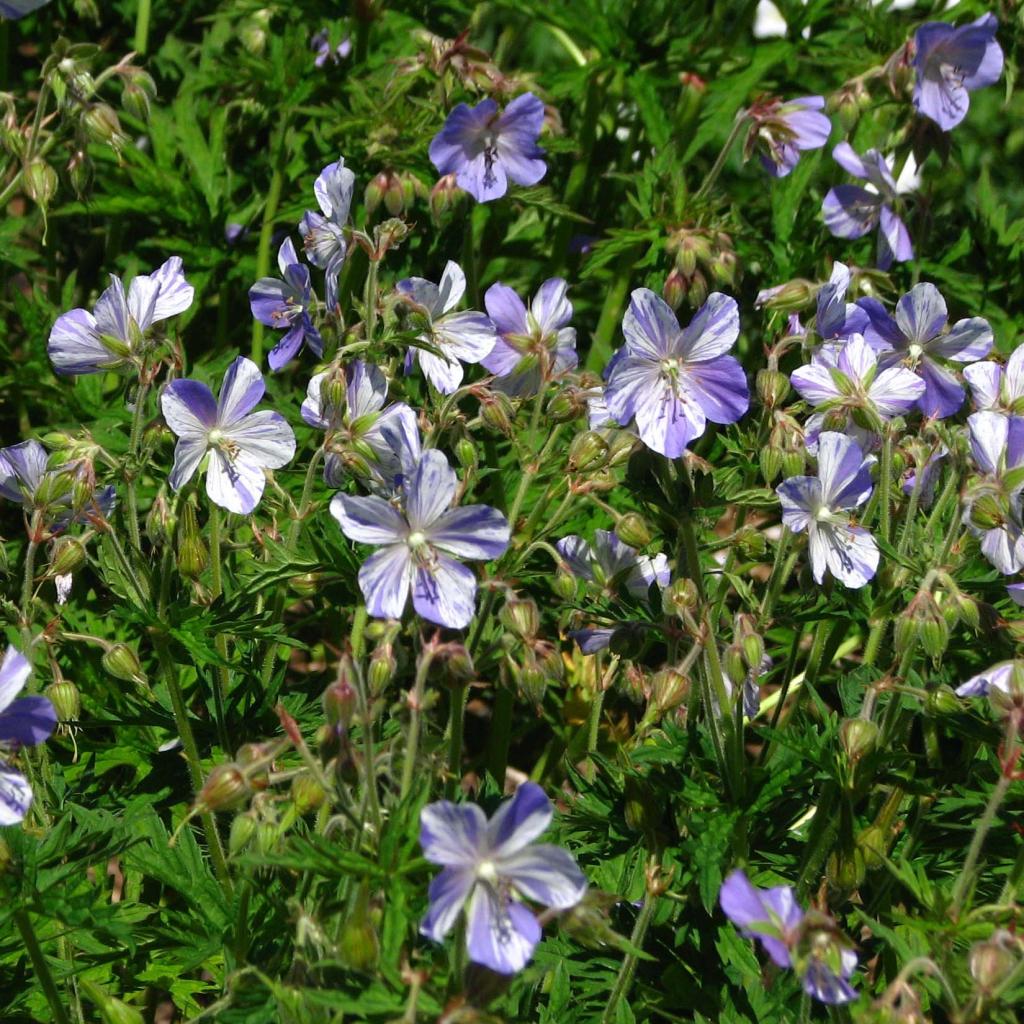 Geranium vivace pratense Splish Splah - Fleurs blanches éclaboussé de mauve