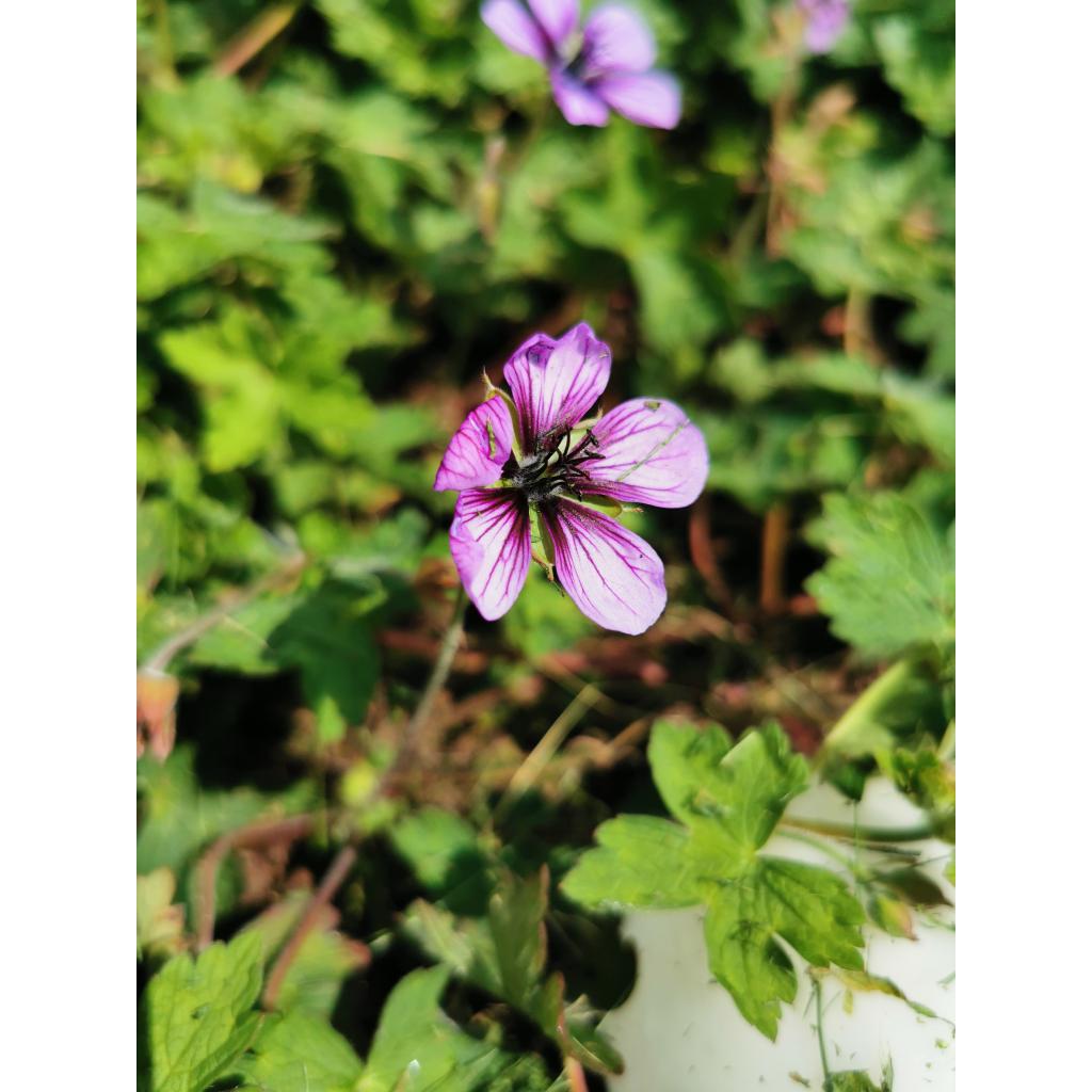 Geranium vivace Salomé - De superbes fleurs mauve pâle à cœur violet