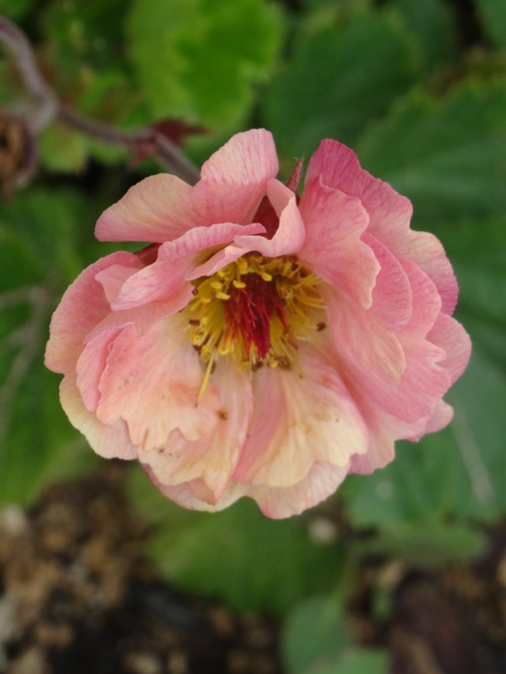 Geum Cosmopolitan - Benoîte blanc pêche