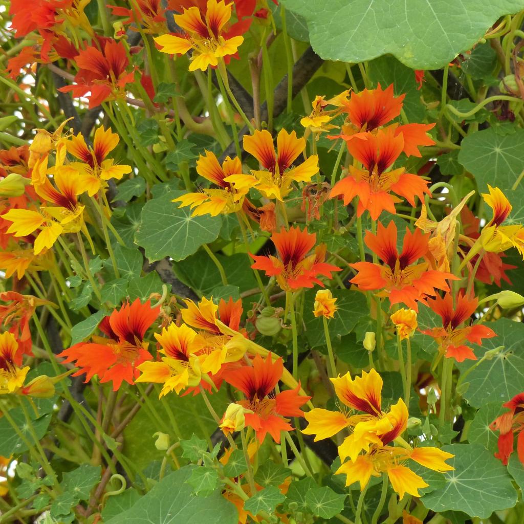 Capucine Phoenix - Tropaeolum minus - Cresson d'Inde - Nasturtium