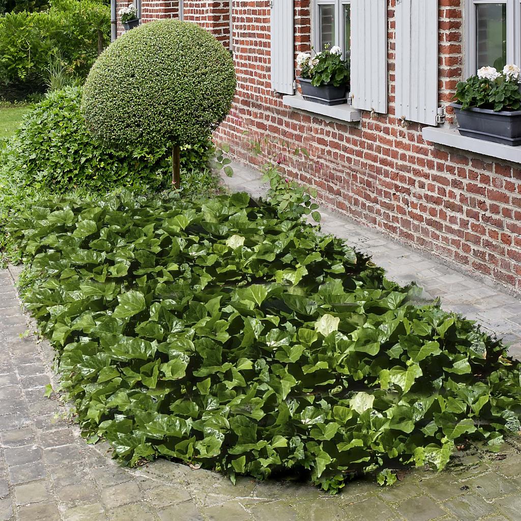 Hedera algeriensis Bellecour - Lierre couvre-sol non grimpant, vert acide