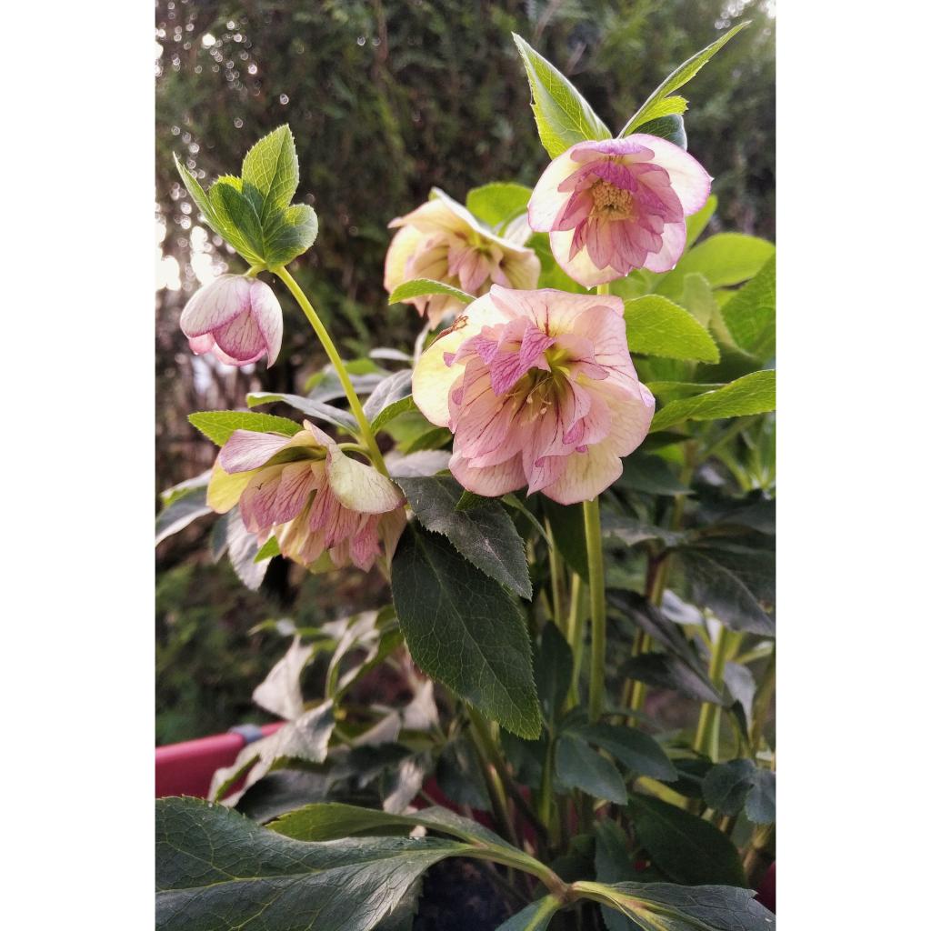 Hellebore Double Picotee - Helleborus orientalis - Rose de Noël