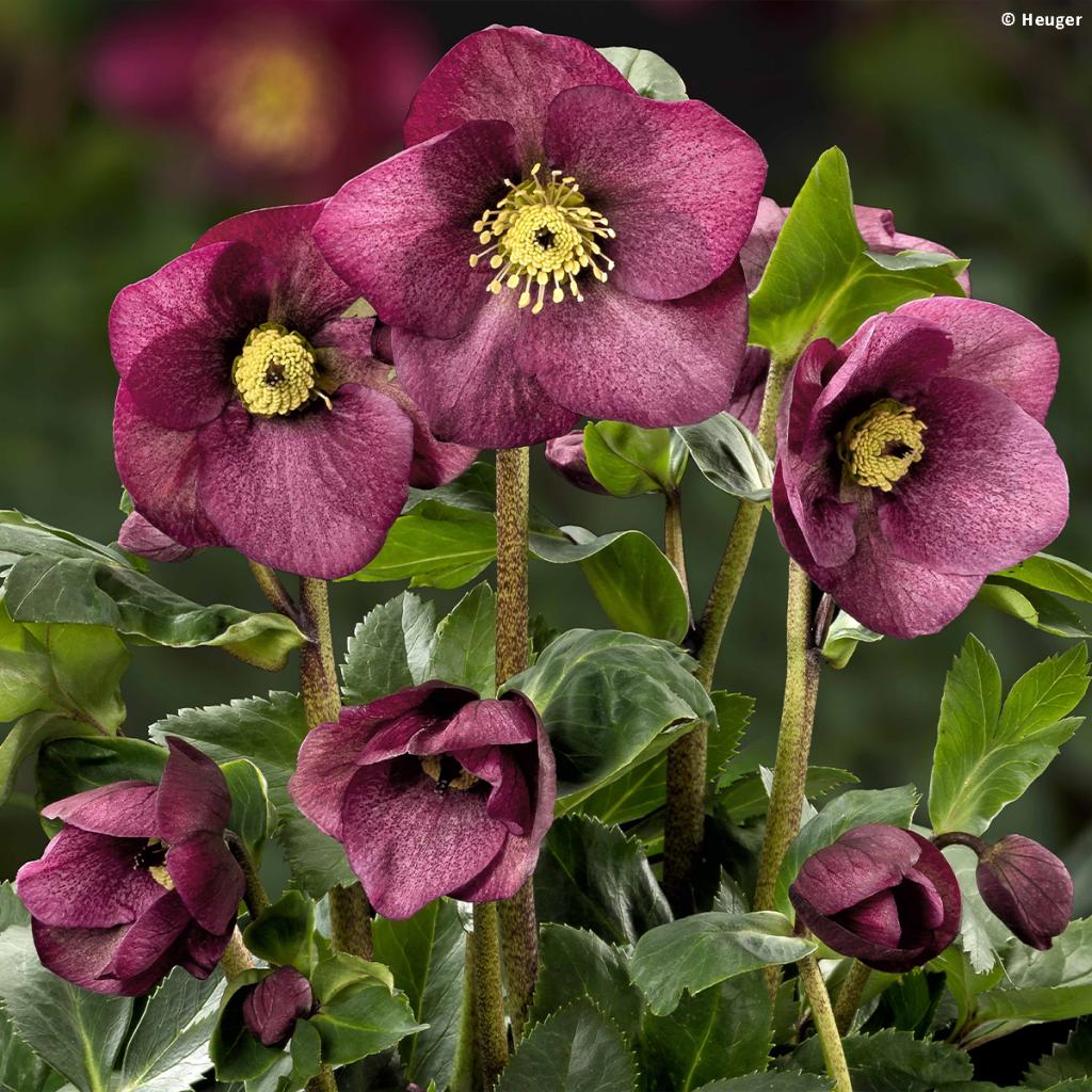 Hellebore x lemperii HGC Leila - Hellébore à grandes fleurs rouge bordeaux