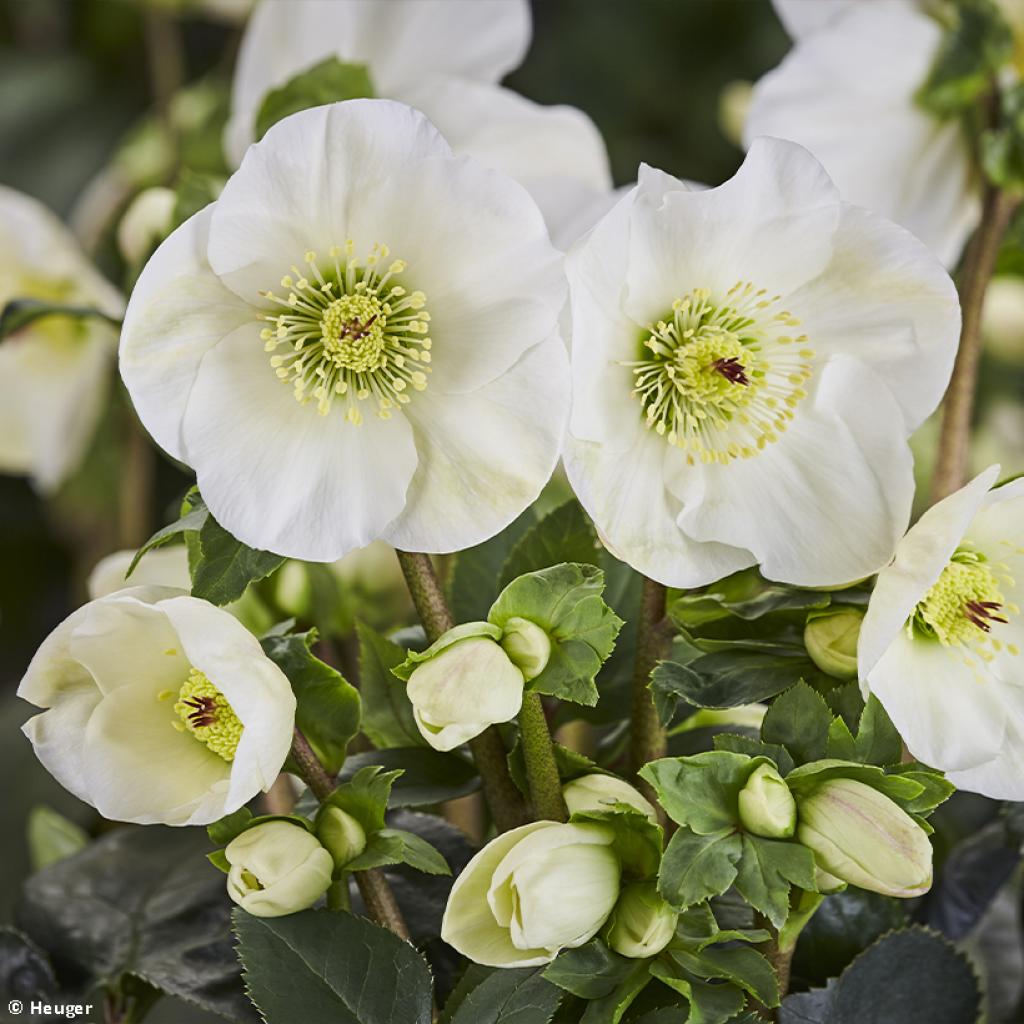 Hellebore x lemperii HGC Linn - Helleborus hybride - Rose de Noël