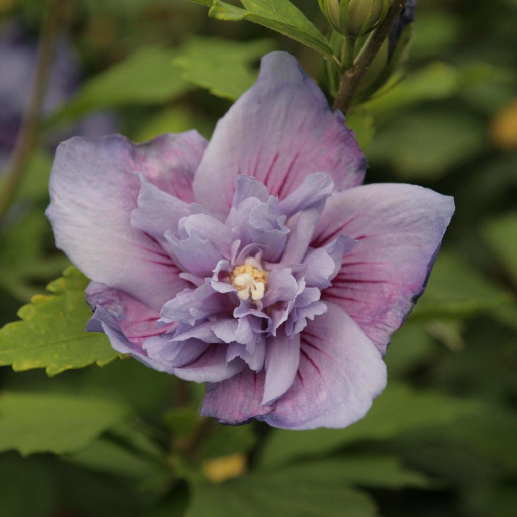 Hibiscus syriacus Blue Chiffon, aux grandes fleurs doubles bleu lavande