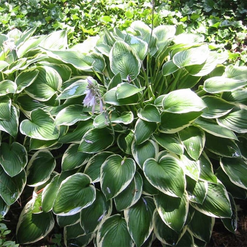 Hosta Francee - Un feuillage cordiforme vert olive marginé de blanc et ...