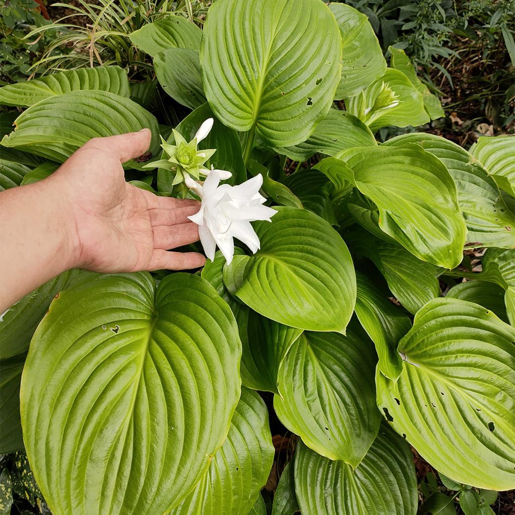 Hosta plantaginea Venus - Variété à fleurs doubles très parfumées