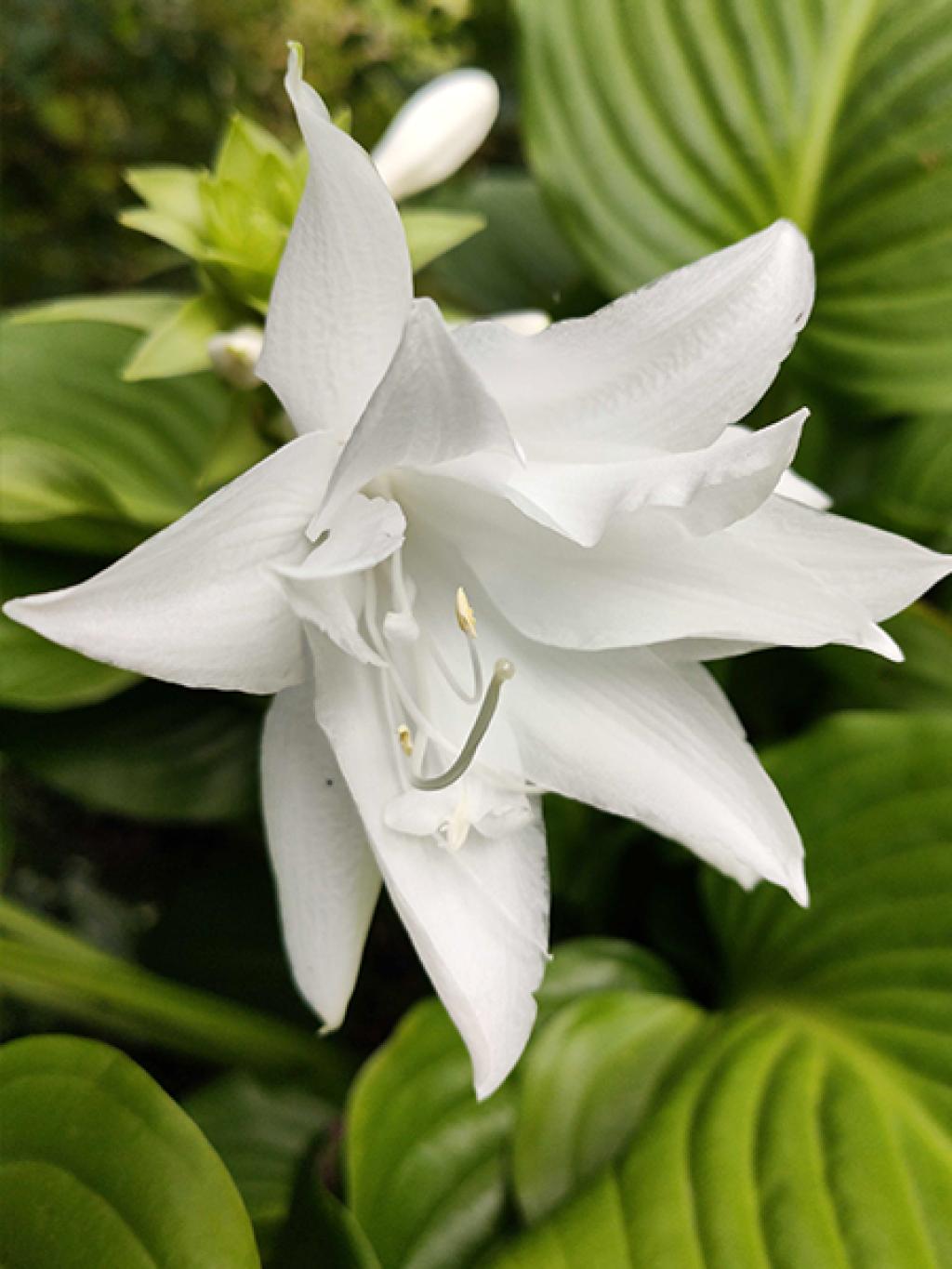 Hosta plantaginea Venus - Variété à fleurs doubles très parfumées