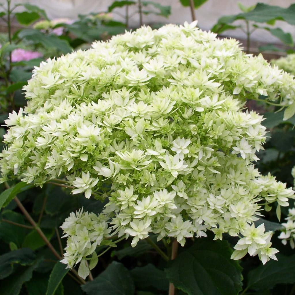 Hydrangea arborescens Hayes Starbust – Hortensia blanc à fleurs doubles