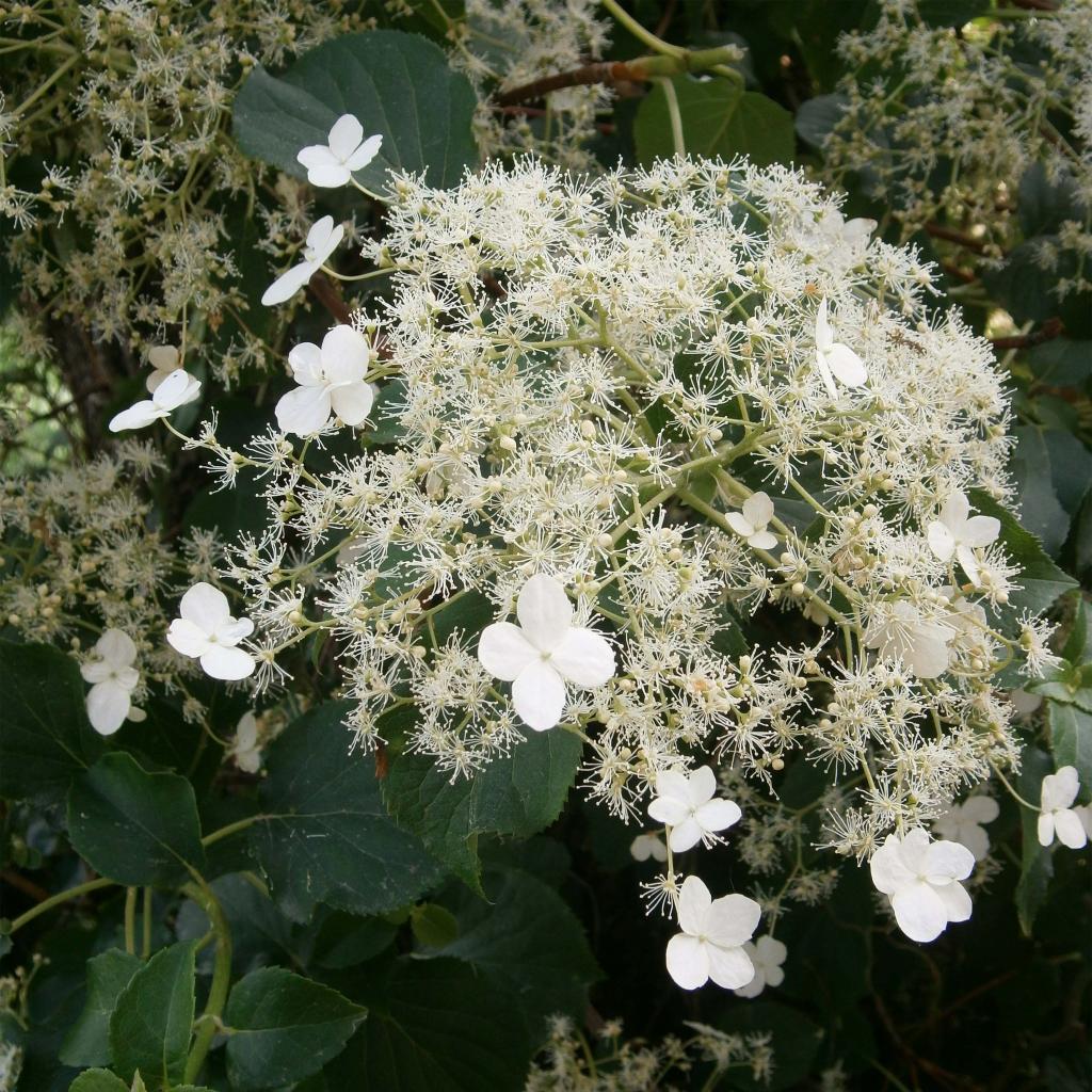 Hortensia grimpant - Hydrangea petiolaris à fleurs blanches puis vertes