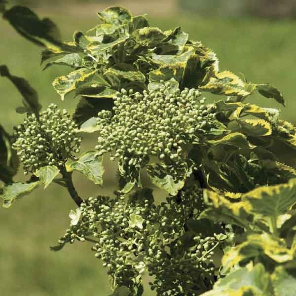 Hortensia grimpant Miranda – Hydrangea petiolaris à feuilles panachées