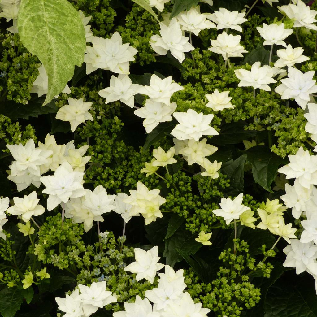 Hydrangea macrophylla Fireworks White - Hortensia à fleurs blanc pur