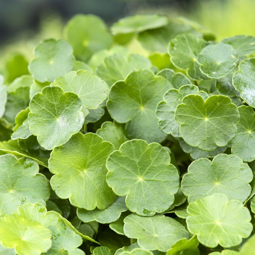 Hydrocotyle vulgaris - Ecuelle d'eau - Une plante aquatique oxygénante