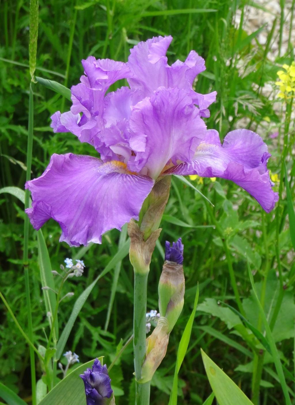 Iris germanica Ruffled Goddes - Iris des Jardins lavande rosé, parfumé