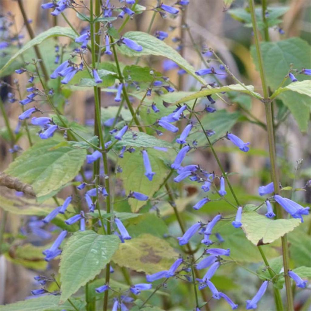 Isodon longituba - Rabdosia - Grande vivace à fleurs bleu clair