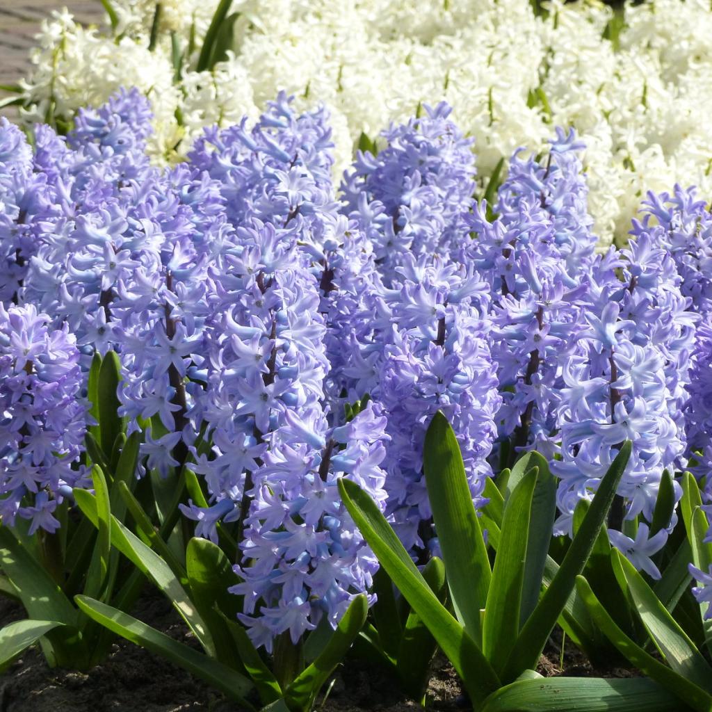 Jacinthe Blue Eyes bleu clair - Hyacinthus (x) orientalis - Superbe épi ...
