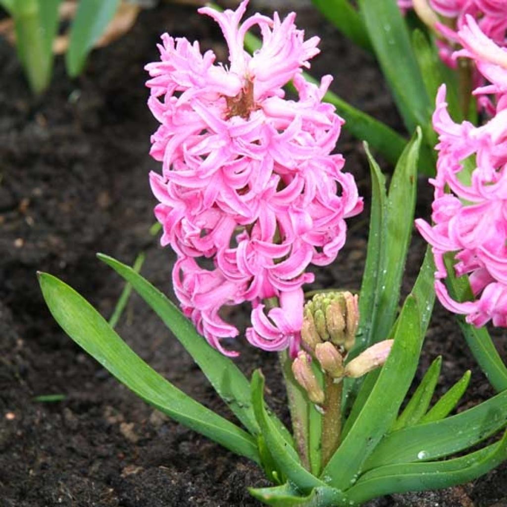 Jacinthe Pink Pearl - Hyacinthus orientalis - Bulbe à fleurs simples de ...