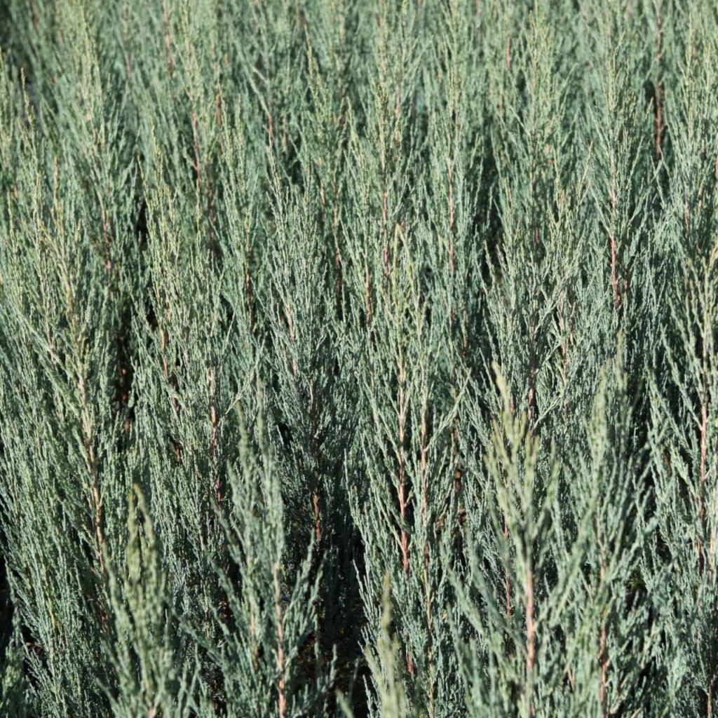 Genévrier de Virginie Blue Arrow - Juniperus scopulorum un conifère ...