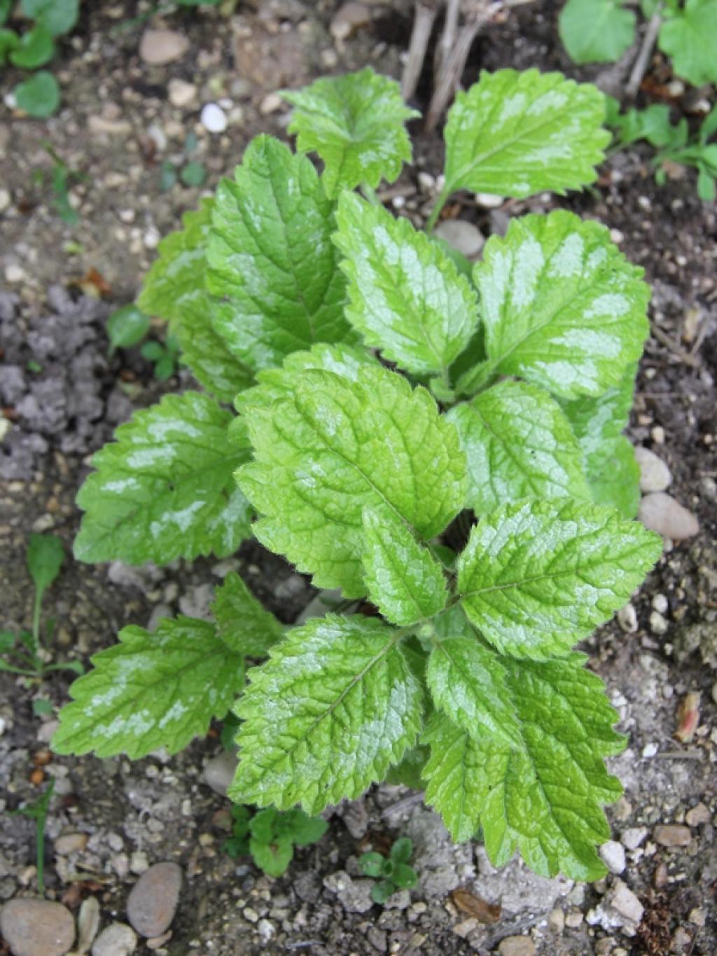 Lamium galeobdolon Florentinum - Lamier jaune - Vivace couvre sol
