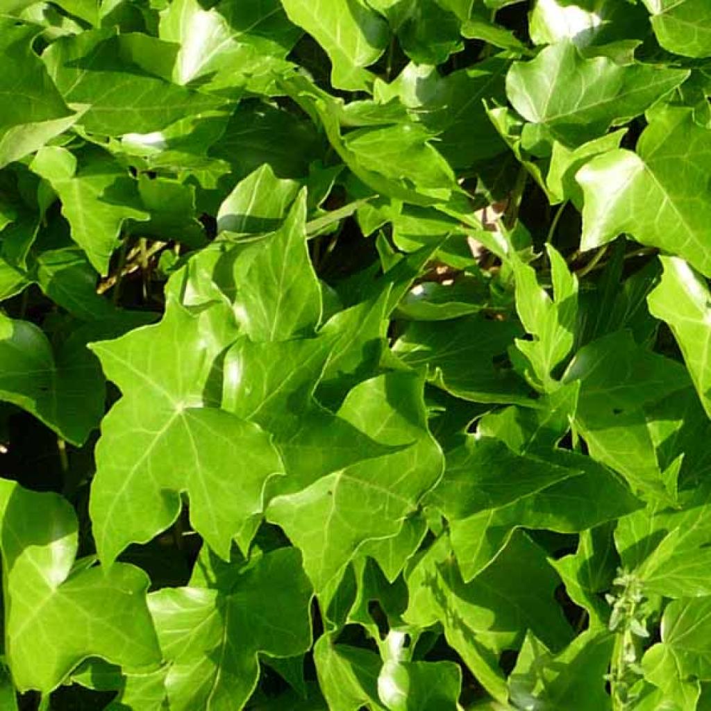 Lierre commun Green Ripple - Hedera helix à feuillage vert vif