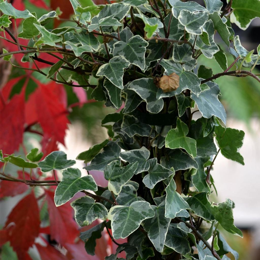 Hedera helix Glacier - Lierre commun panaché gris-vert et argenté
