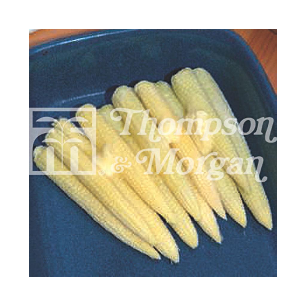 Mini maïs doux sucré Snobaby - Graines de Maïs - Zea mays