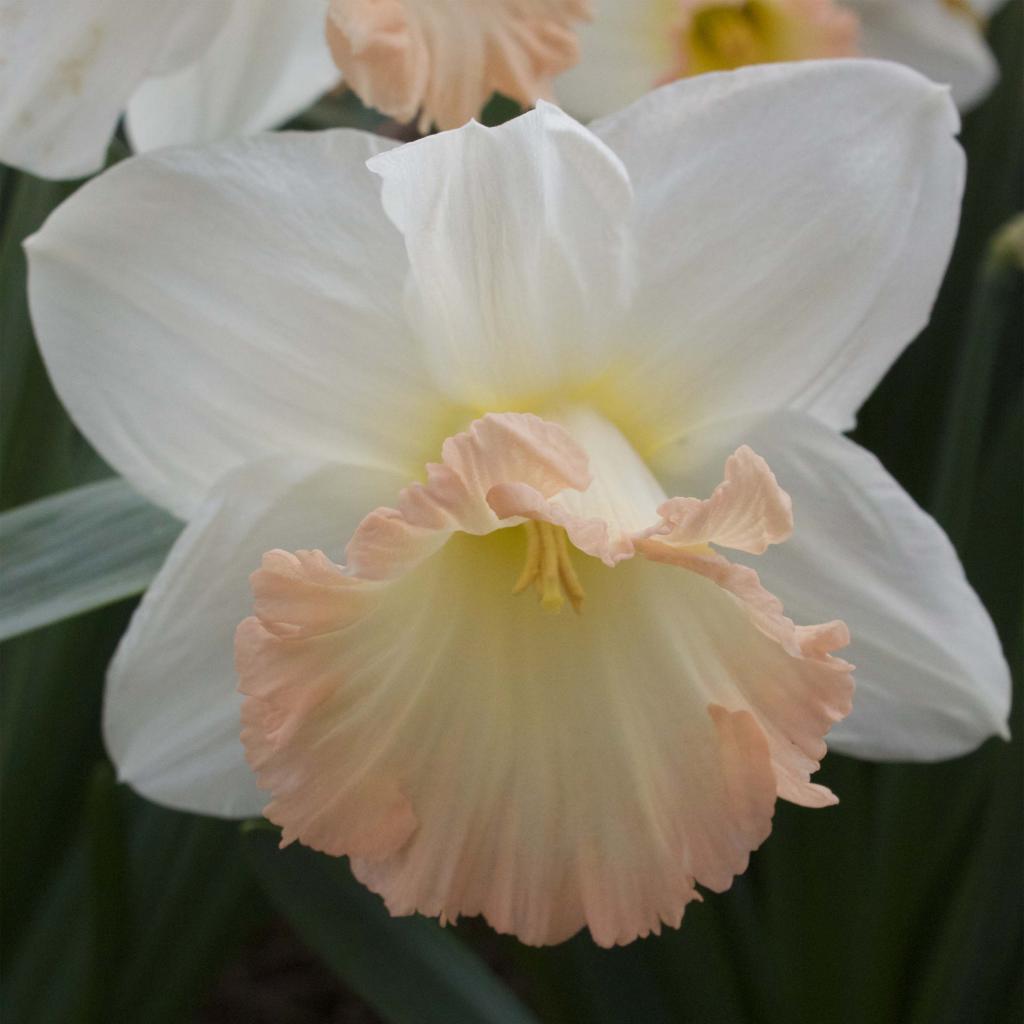 Narcissus British Gamble - Narcisse à grande couronne rose et corolle ...