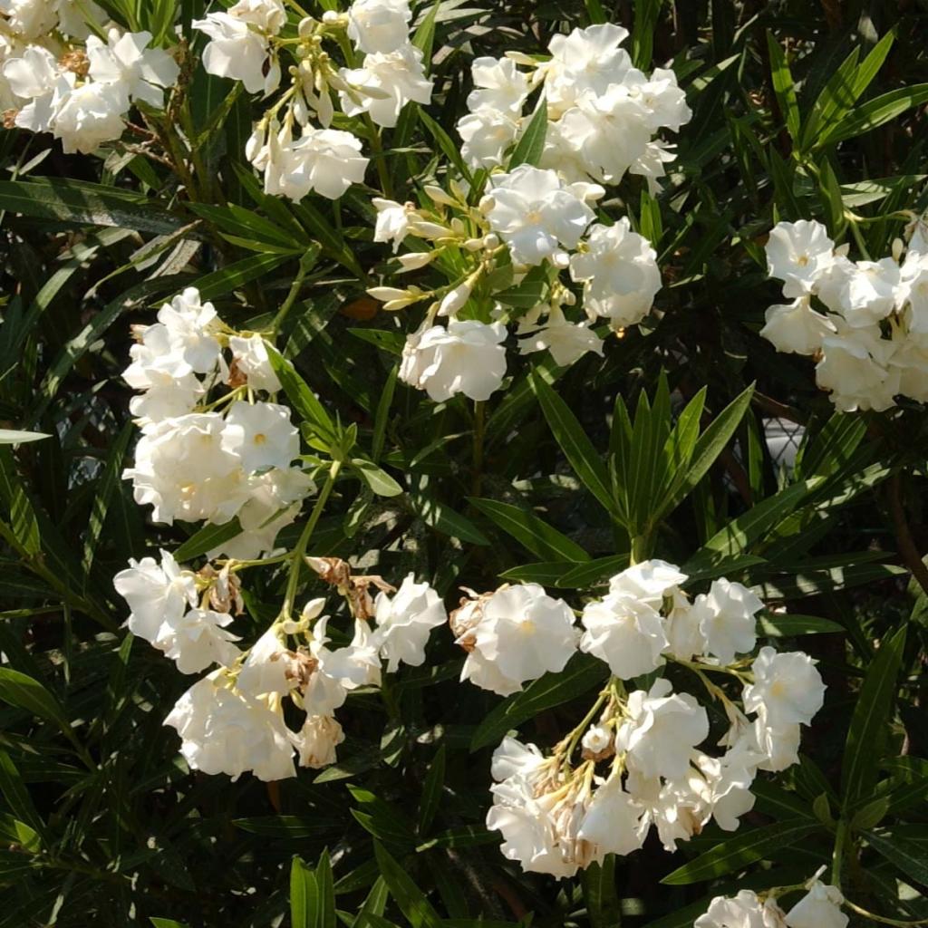 Laurier rose - Nerium oleander Blanc – Arbuste à floraison blanc pur