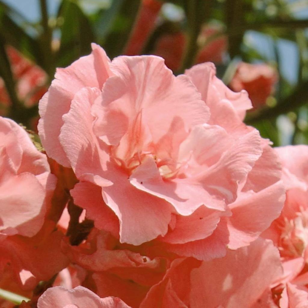 Laurier rose - Nerium oleander Rose saumon Double - Arbuste persistant