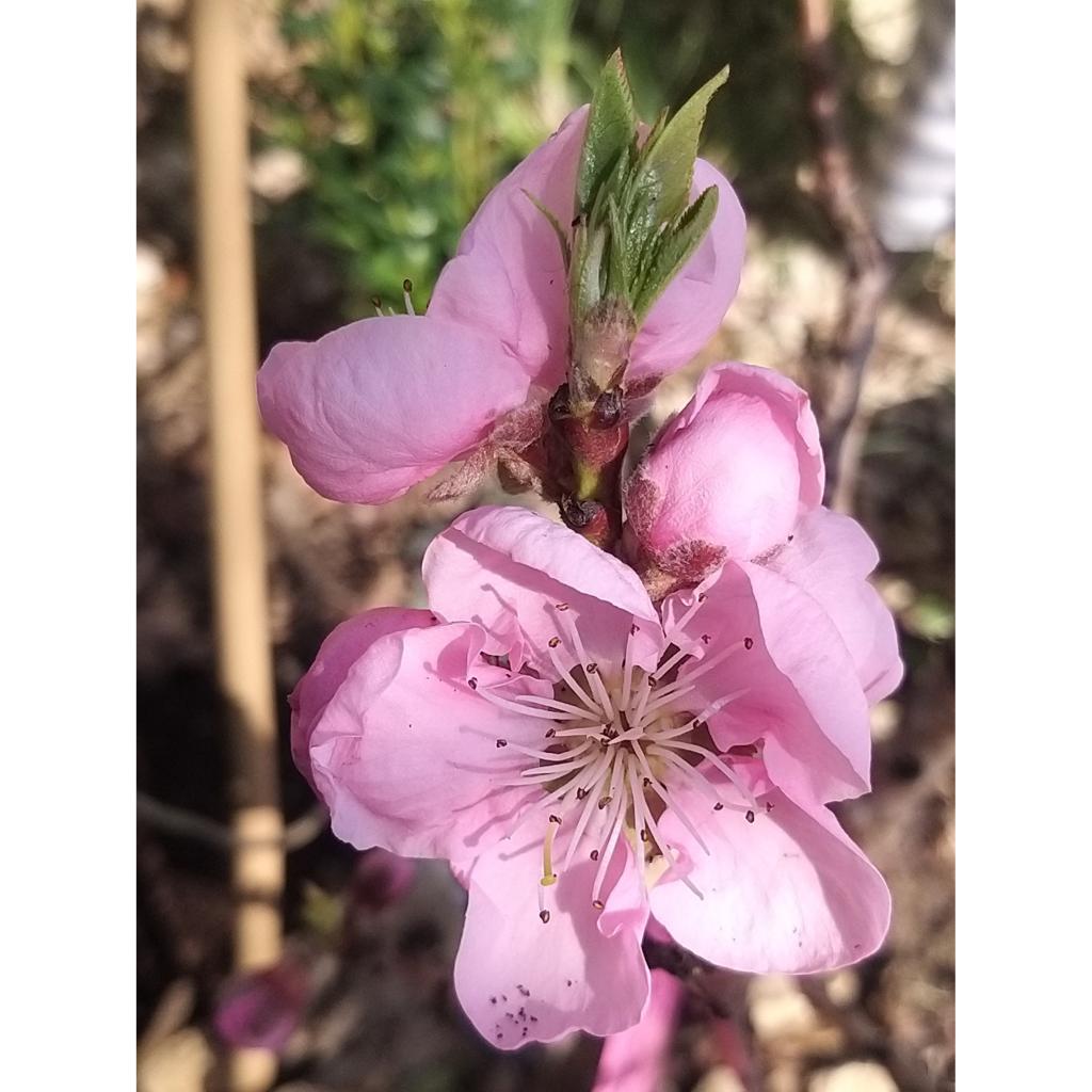 Pêcher nain Amber® Pix Zee - Prunus persica – Pêches à chair jaune