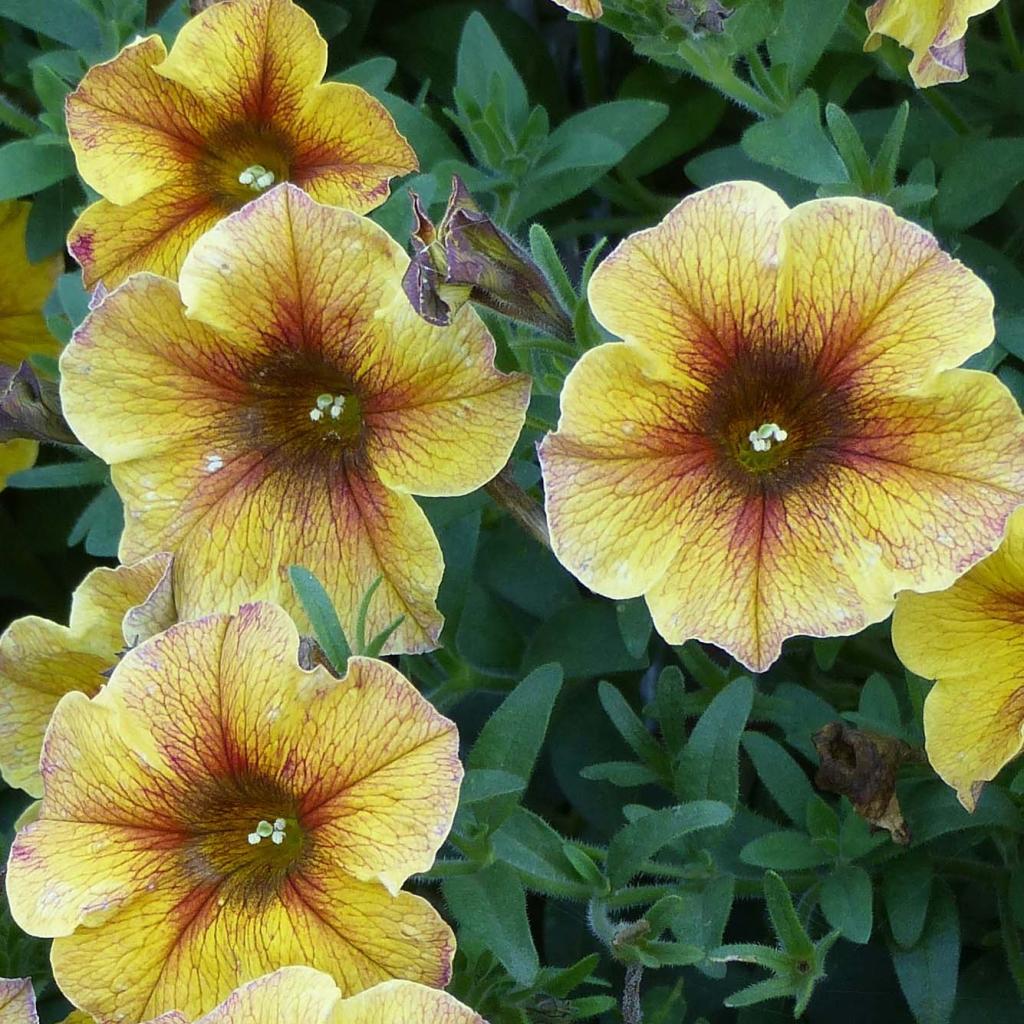 Petchoa hybrida BeautiCal Caramel Yellow - Pétunia compact à grandes ...
