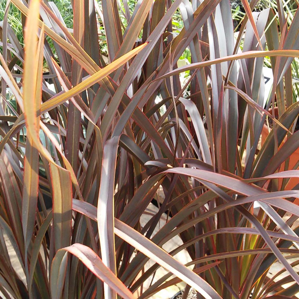 Phormium tenax Purpureum - Lin de Nouvelle-Zélande à feuillage pourpre ...