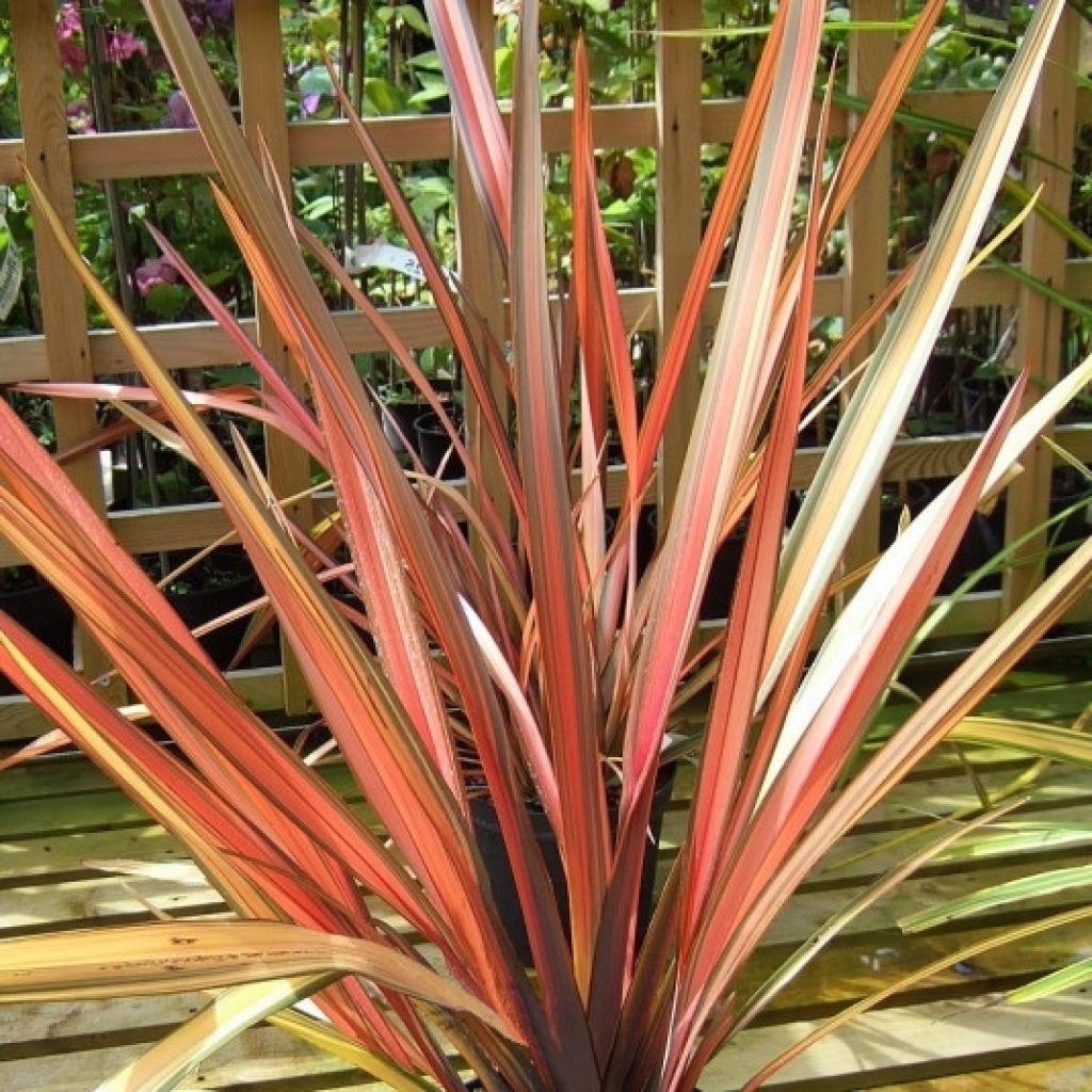 Phormium Maori Maiden - Lin de Nouvelle-Zélande nain à feuillage bronze ...