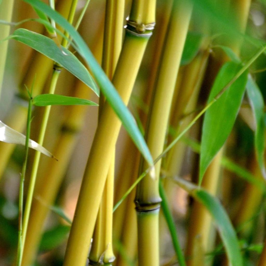 Phyllostachys aureosulcata Aureocaulis - Bambou jaune très lumineux
